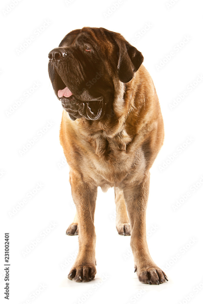 Standing Dog Front View Standing Dog Front View