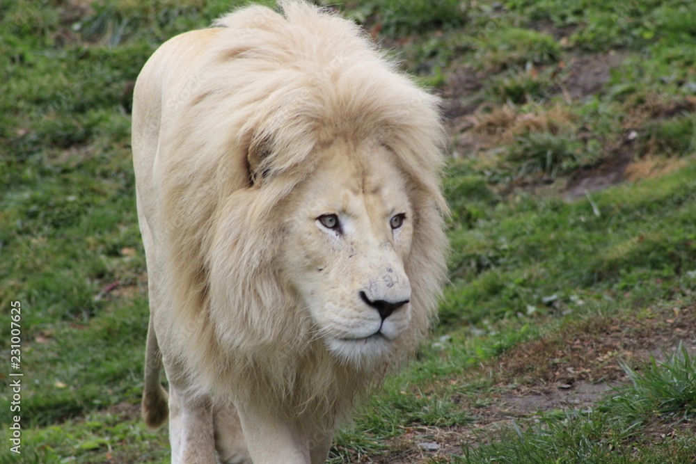 Foto de Male white lion. The white lions are a colour mutation of the ...
