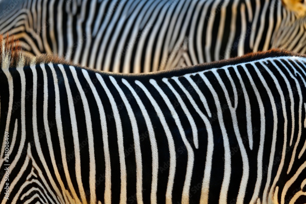 Pattern of zebras Stock Photo | Adobe Stock