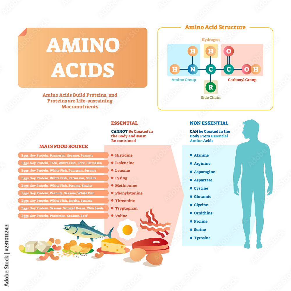 Amino Acids Vector Illustration List With Food And Essential Acids Stock Vector Adobe Stock