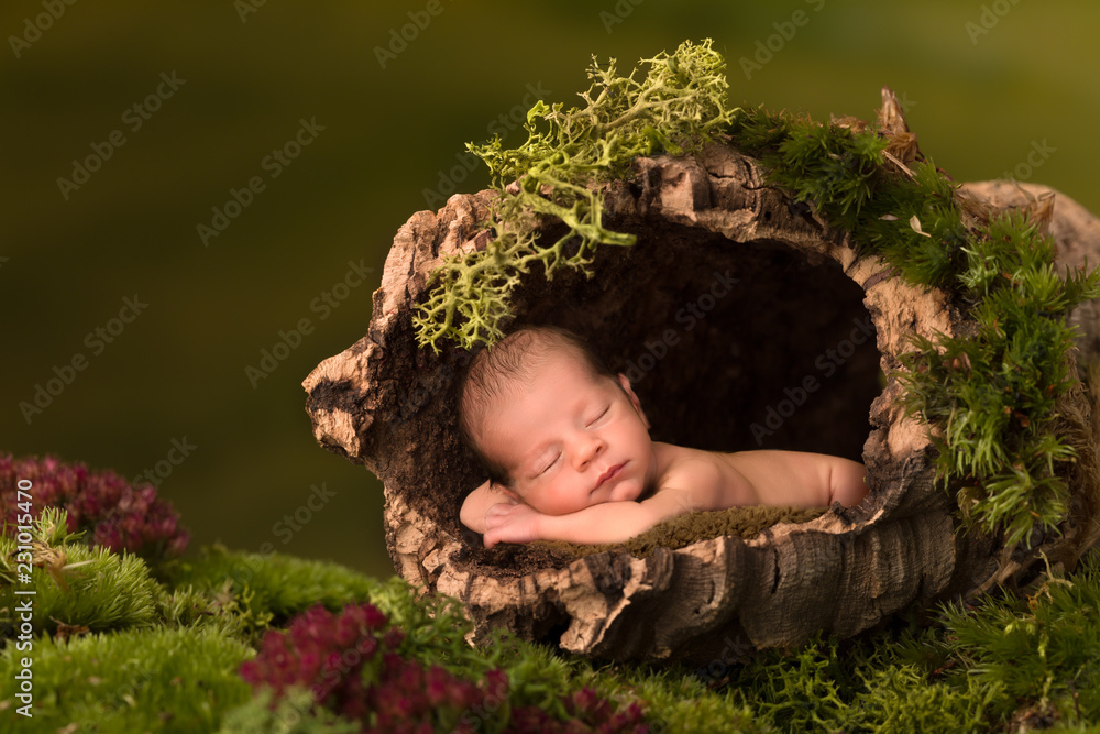 Baby sleeping in hollow tree trunk Stock Photo | Adobe Stock