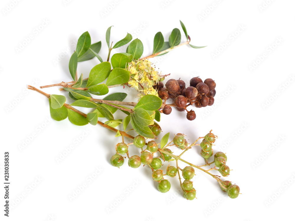 Lawsonia inermis, also known as hina or henna tree or mignonette tree ...