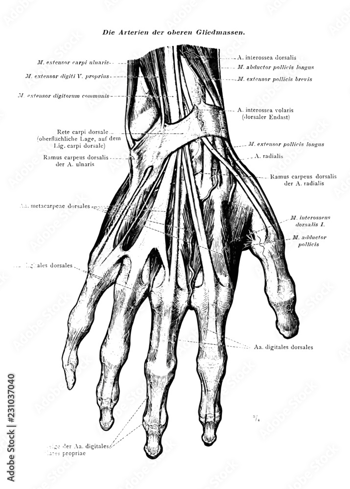 Human Arm Muscle Vein Anatomy Black & White Vector Illustration Stock ...