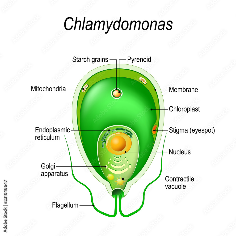 Cross section of a Chlamydomonas. Structure of the algae cell Stock ...