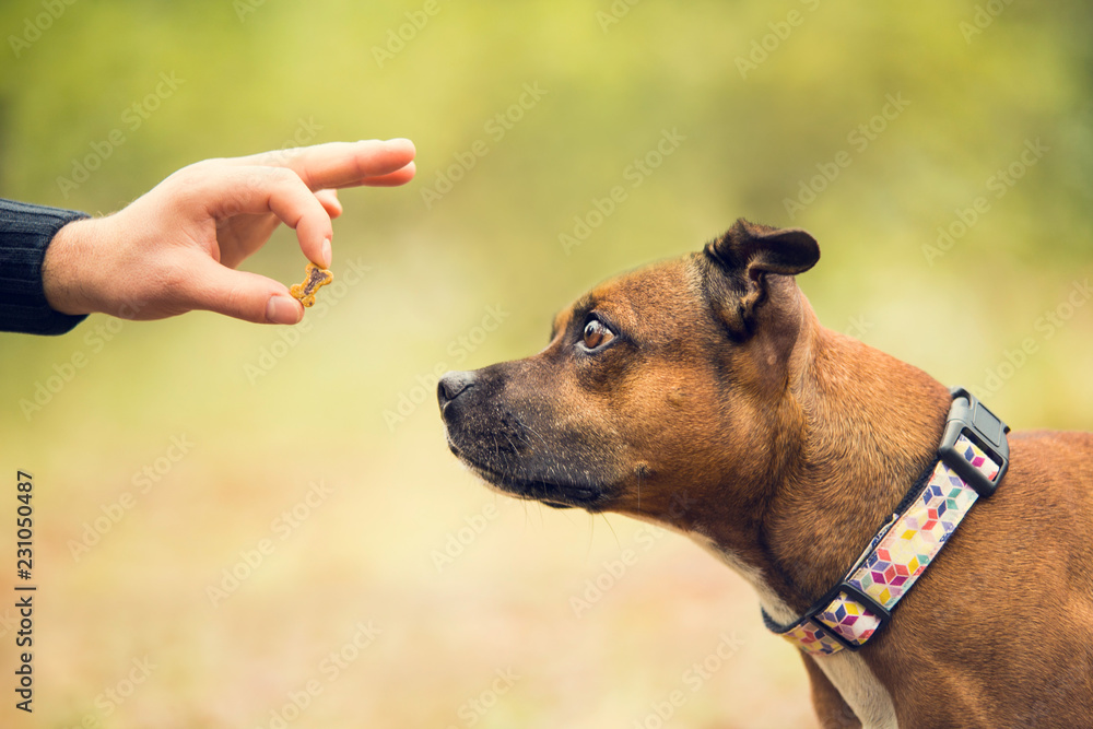 dog with a reward Stock Photo | Adobe Stock