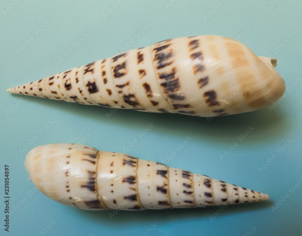 Pair of vintage large Marlin Spike Auger sea shells (Oxymeris maculata ...