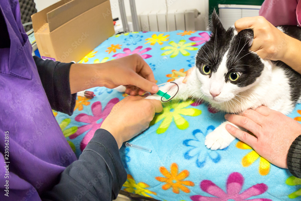 blood sample drawing from a cat for health checkup with cannula needle ...