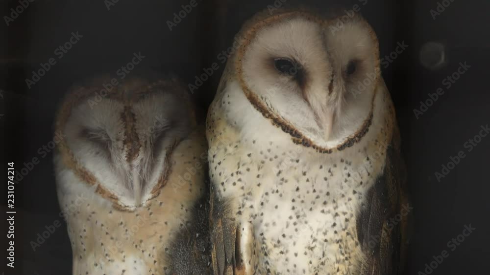 Vidéo Stock Close up of two Barn Owls huddled together as they slowly ...