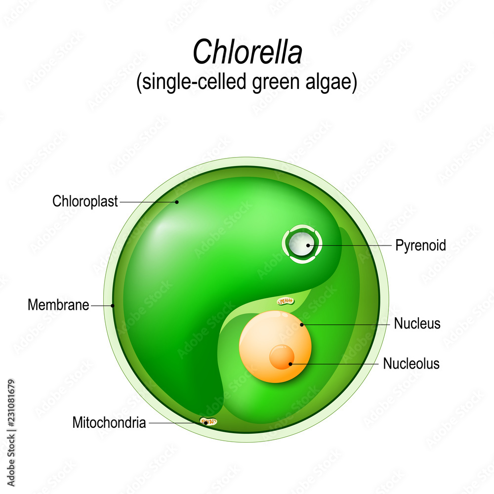 Chlorella. Anatomy of the single-celled green algae. Stock Vector ...