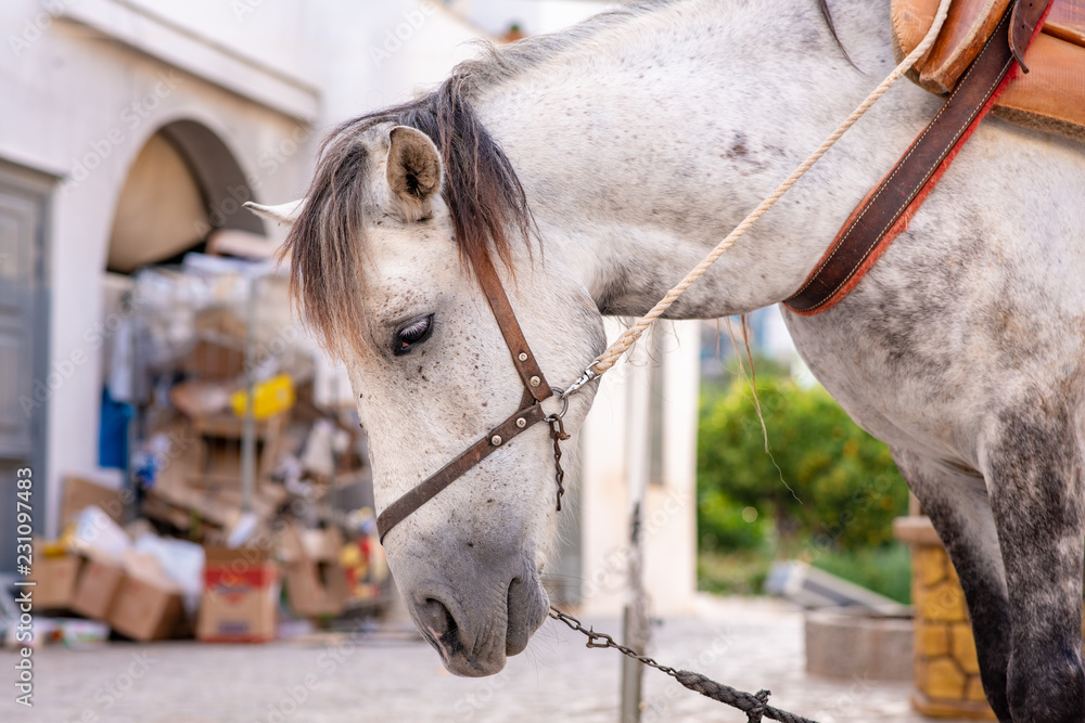 Closeup of a beautiful white mule on the enchanting Greek island of ...
