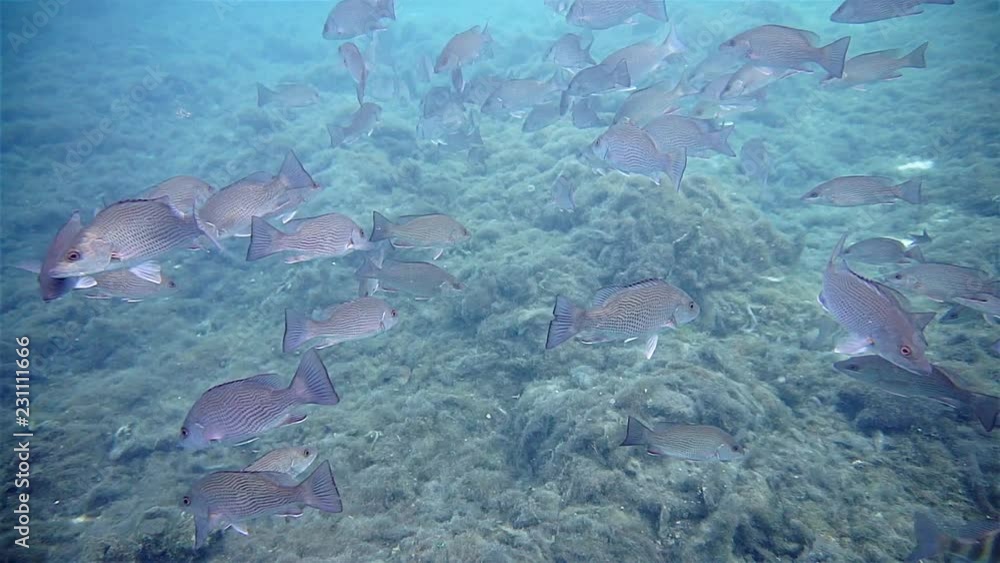 Small to medium sized Mangrove Snapper (Lutjanus griseus) school ...