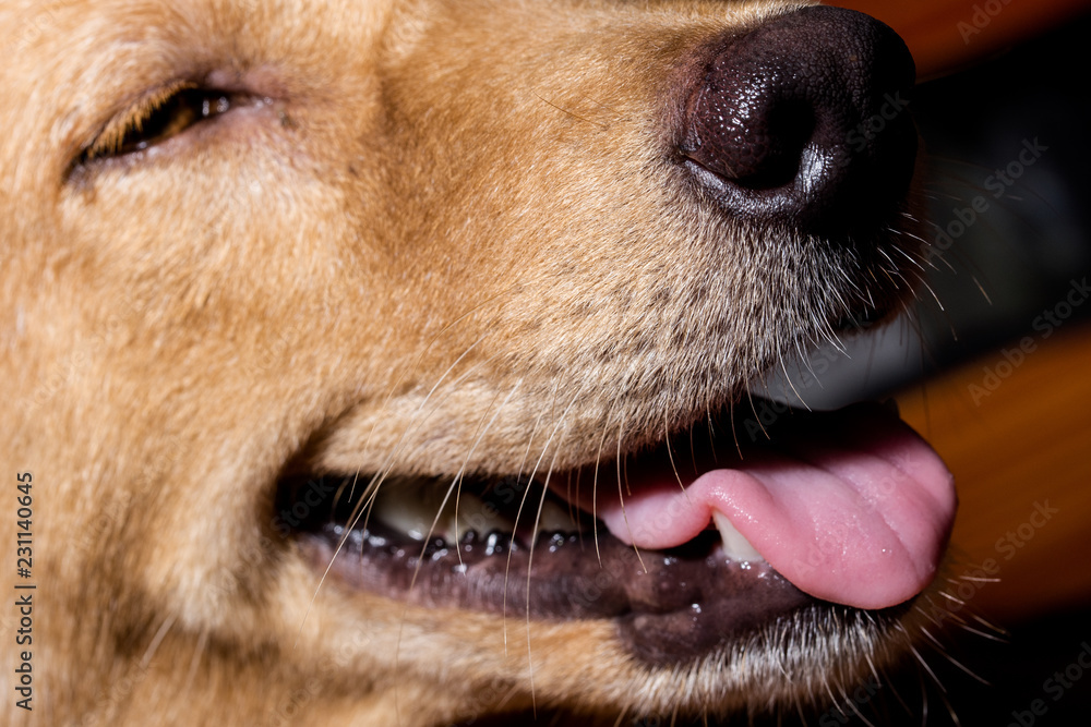 Take a closer look at the dog's face. Stock Photo | Adobe Stock