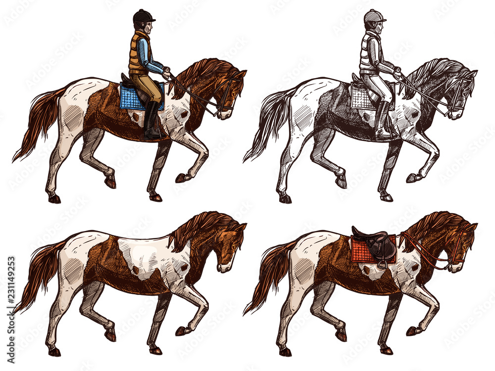 Horse and rider, monochrome and color set, sketch. Four illustrations ...