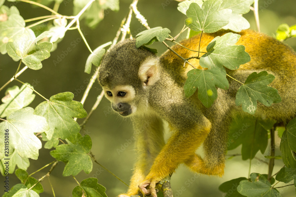 Saïmiri (Singe écureuil) - Vallée des singes - Romagne Stock Photo ...