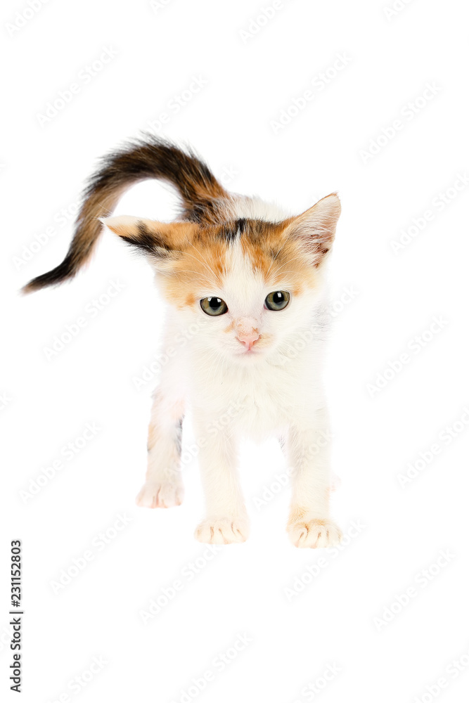 Cute Fluffy Calico Kitten
