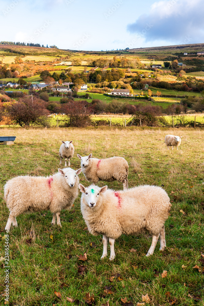 Ireland Landscape Sheep