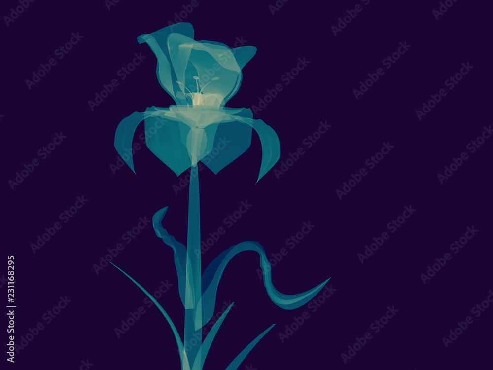 Radiography flower photo, macro on dark, x-ray semi transparent, model ...