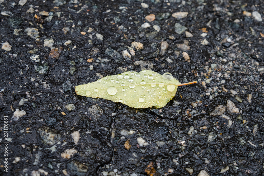 Foto de Isolated leaf on gravel pavement ground. Street black top ...