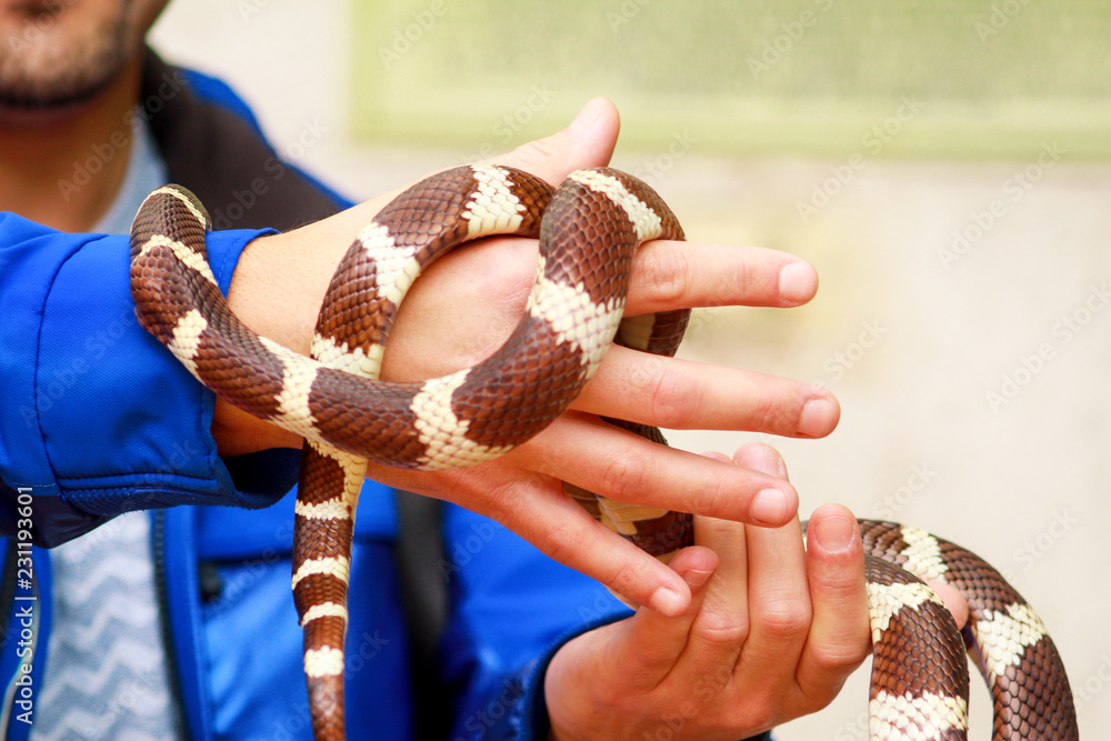 Boy with snakes. Man holds in hands reptile Common King snake ...