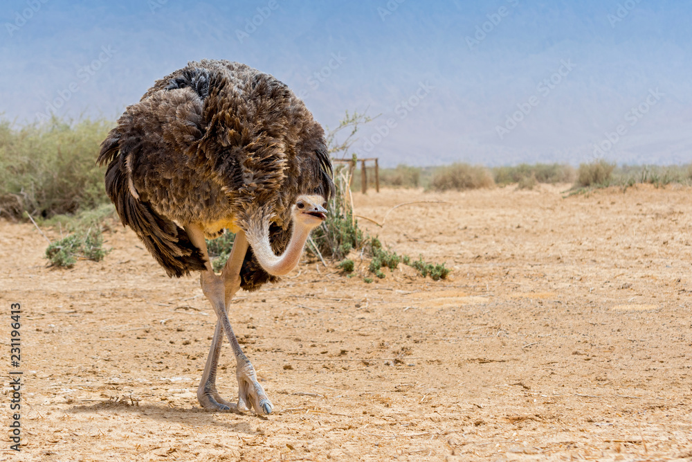 The North African ostrich or red necked ostrich (Struthio camelus ...