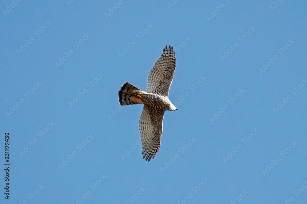 Northern Goshawk In Flight