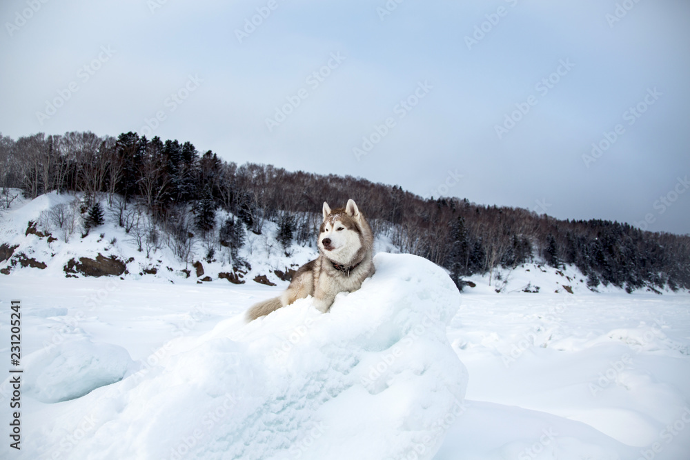 Wise and free husky dog is lying on the ice floe and looking into the ...