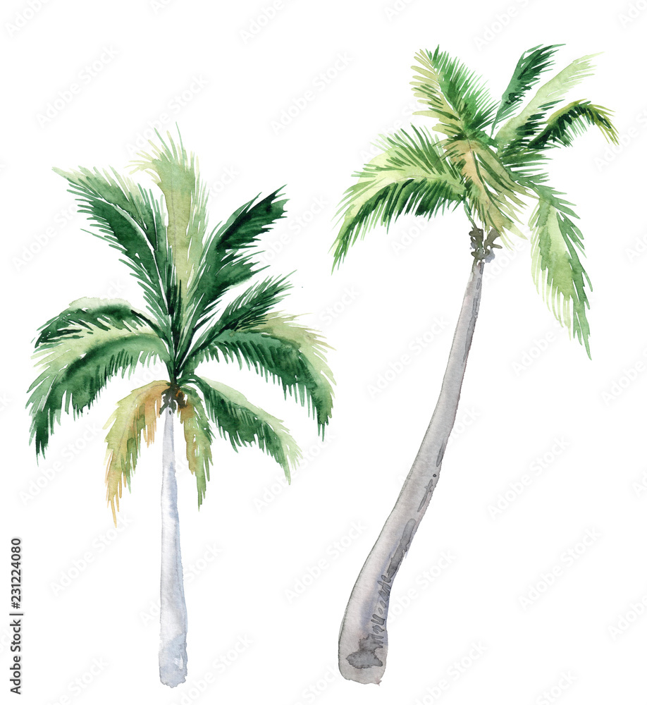 Set of pictures of hand drawn watercolor palm trees. picturesque image ...