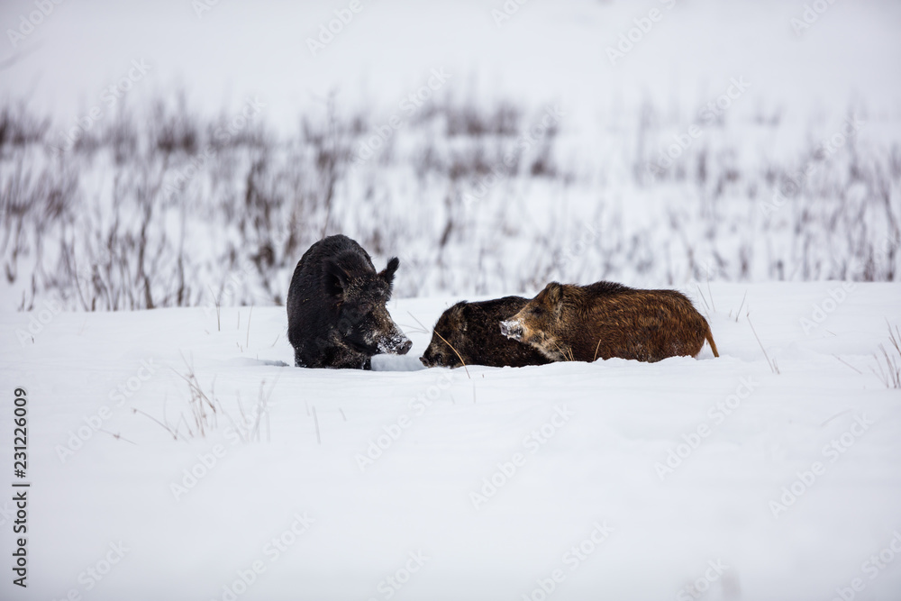 Wild boar in a boreal forest in mid winter in Quebec, Canada. Stock ...