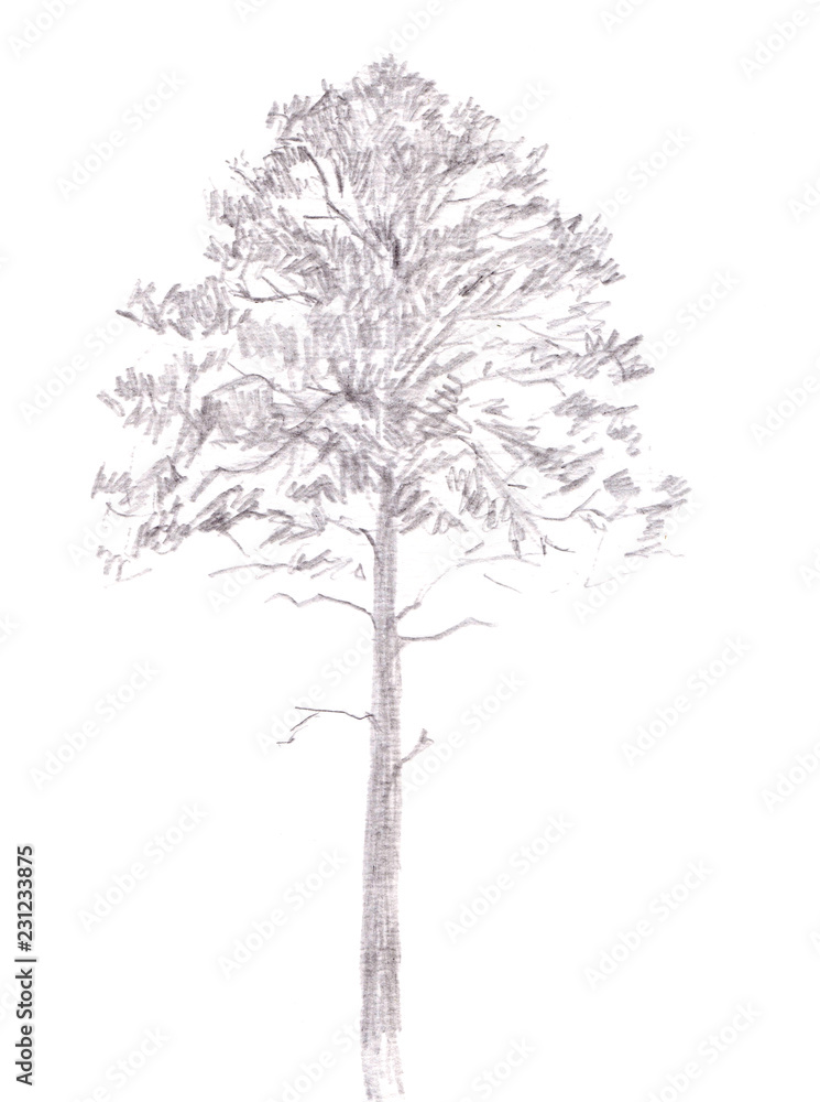 Pine tree. Black line drawing Isolated on white Background. Hand drawn ...