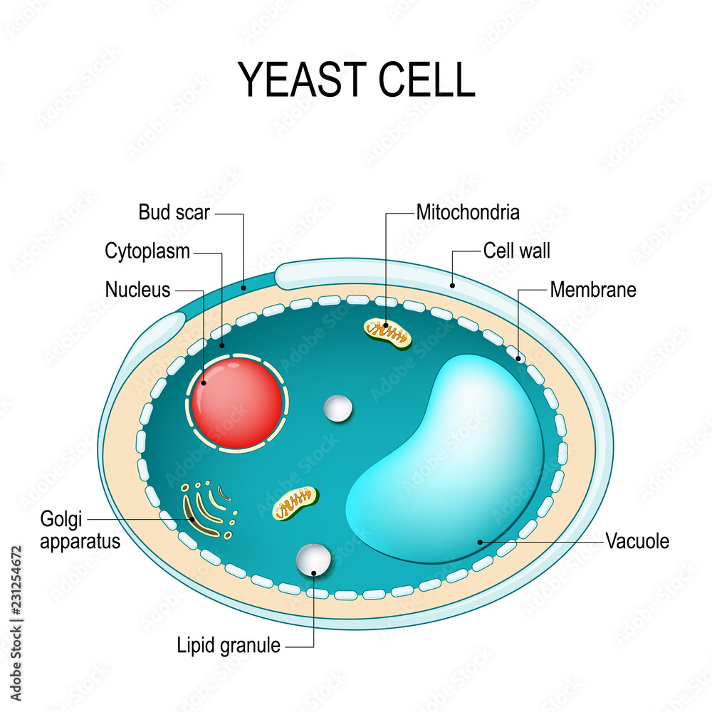 Cross Section Of A Yeast Cell Structure Of Fungal Cell Stock Vector Adobe Stock