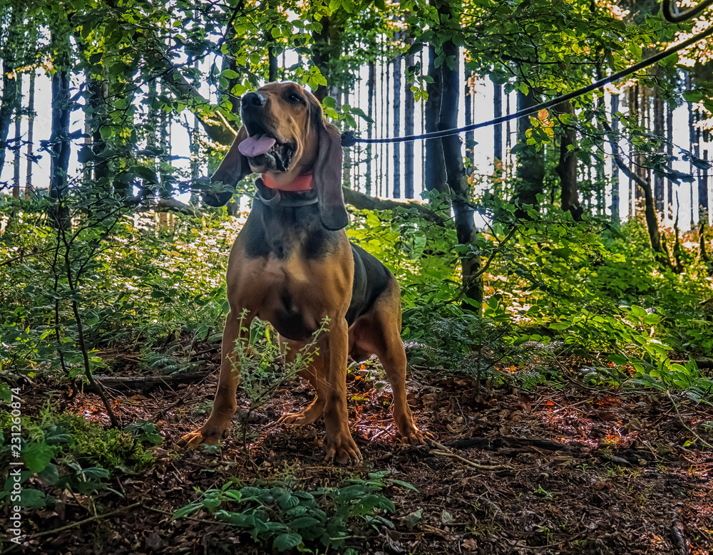 dog abandonned in the forest tied to a tree Stock Photo | Adobe Stock