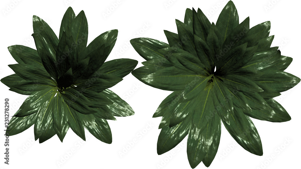 Plant and Tree top view / overhead symbols and icons isolated on white ...