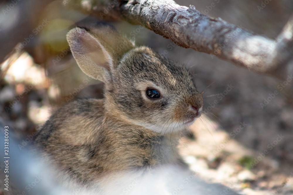 Baby Cottontail Rabbit