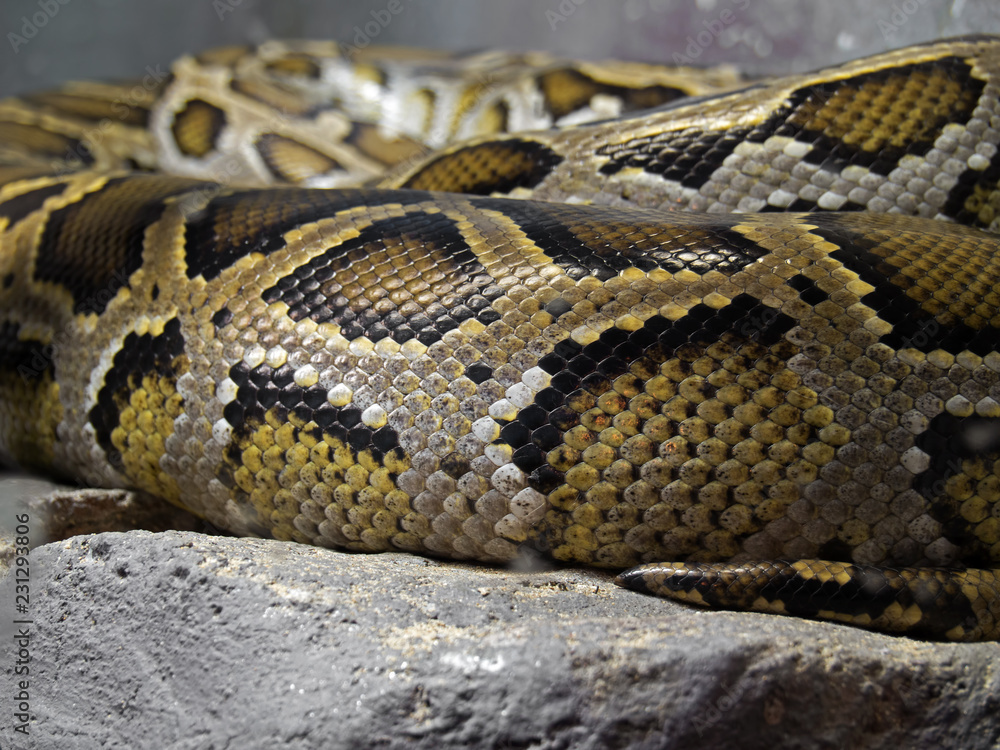 Green Burmese Python