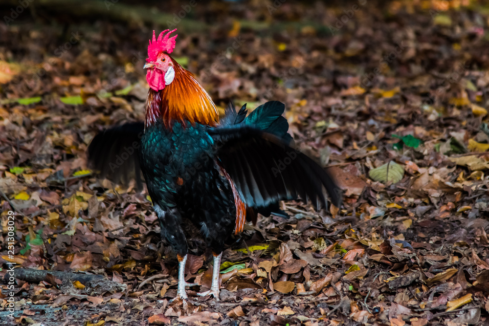 Wild Rooster Stock Photo | Adobe Stock