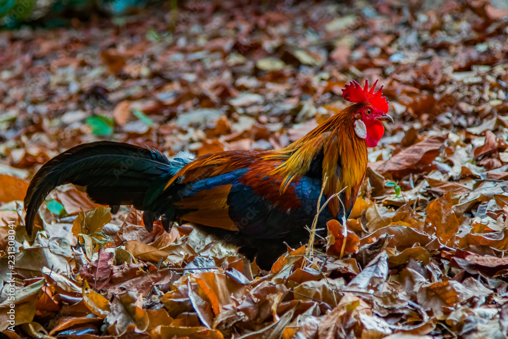 Wild Rooster Stock Photo | Adobe Stock