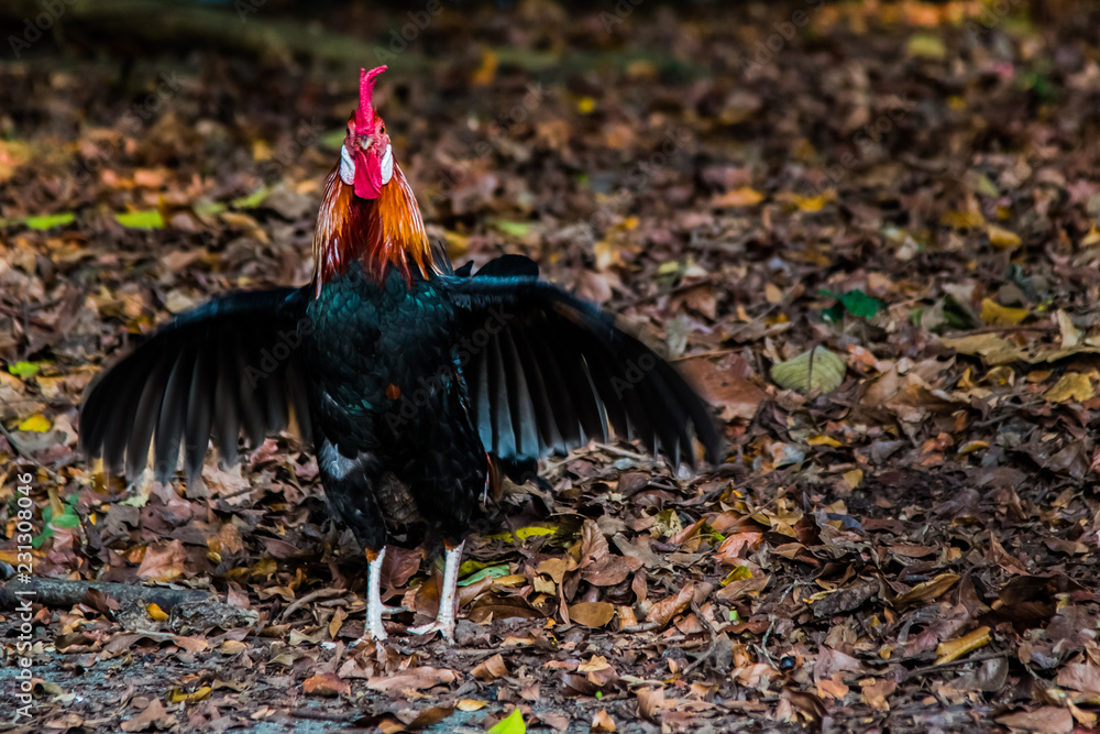 Wild Rooster Stock Photo | Adobe Stock