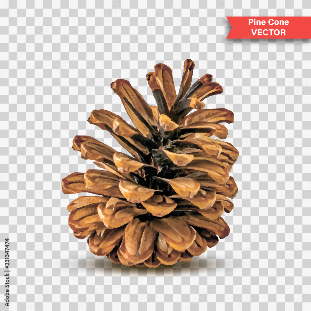 Single detailed pine cone isolated on transparent background. Object ...
