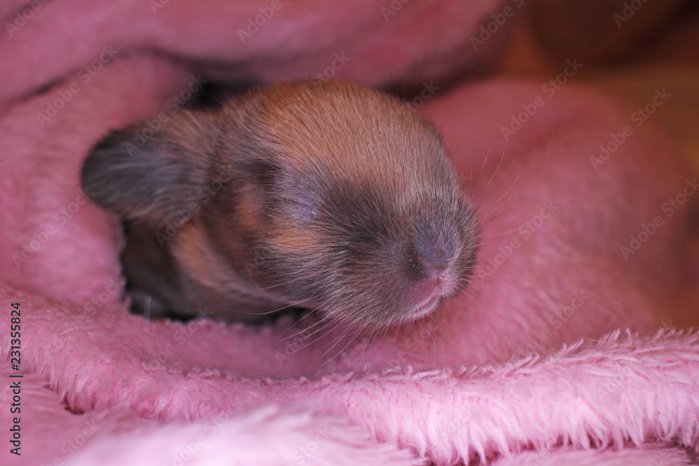 1 Day Old Bunnies