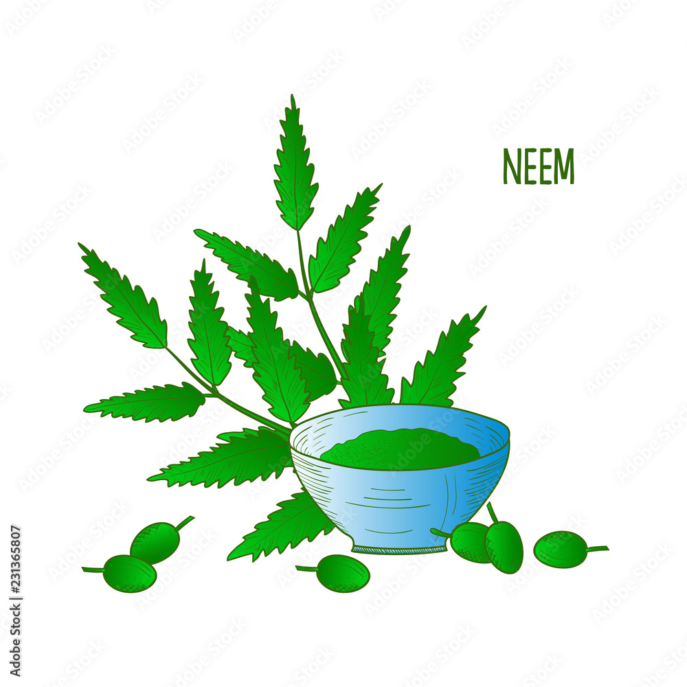 Neem. Leaves, fruit, bowl with powder. Sketch. Stock Illustration ...