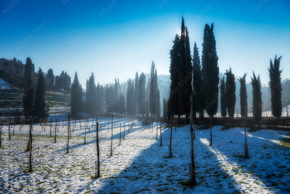Paesaggio Invernale Con Alberi