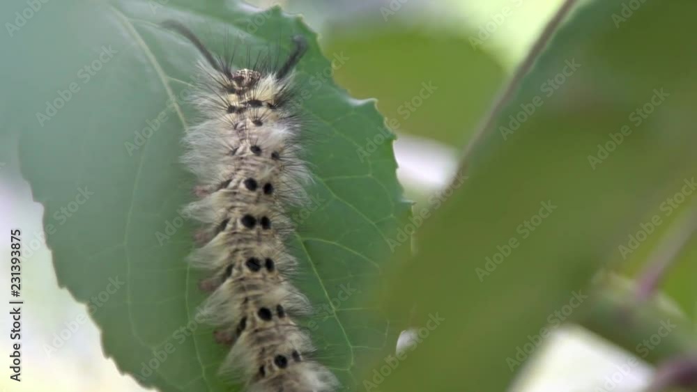 Close-up of a larva Trabala vishnou guttata on a green leaf of a forest ...