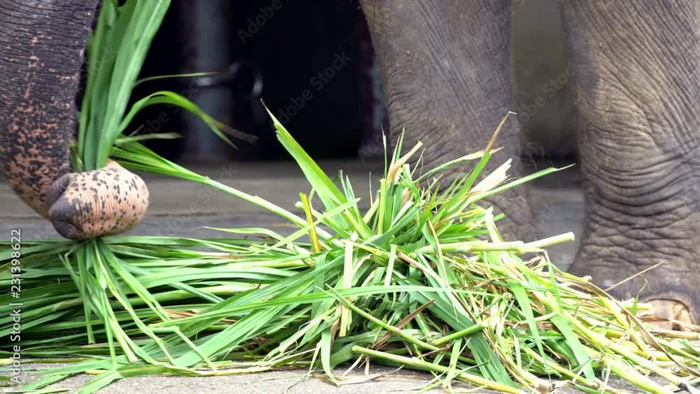 4K, Elephant without tusk is eating grass. Close up of an asiatic ...