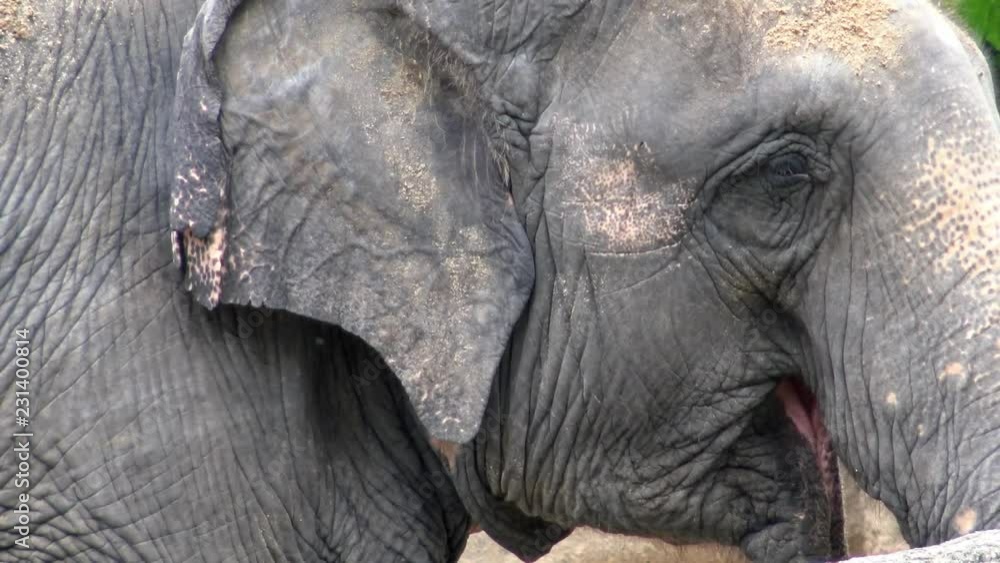 4K, Elephant without tusk is eating grass. Close up of an asiatic ...