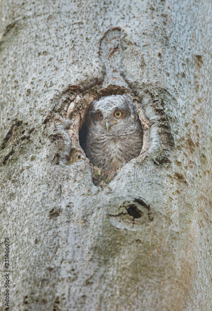 Eastern screech owl pictured in its nesting hole in a tree in a boreal ...