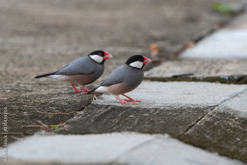 Java Sparrow , One of the most beautiful bird in the world. Stock Photo ...