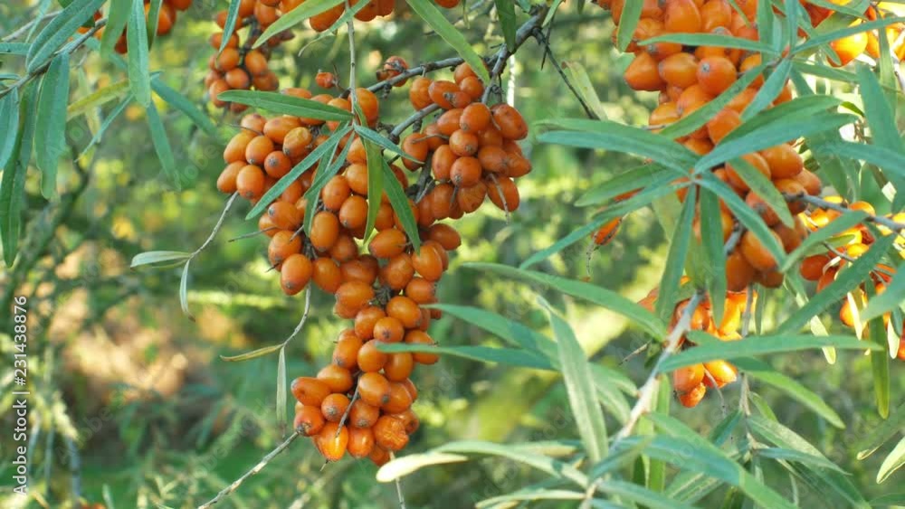 Vídeo do Stock: Common sea buckthorn Hippophae rhamnoides, tree and the ...