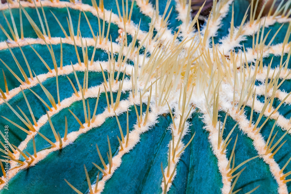 Cactus Spines Stock Photo | Adobe Stock