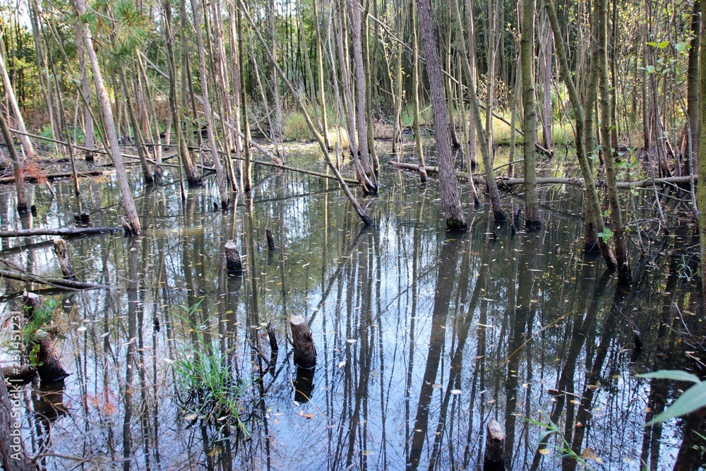 Beavers cut down trees to build their dam and create a wetland where ...