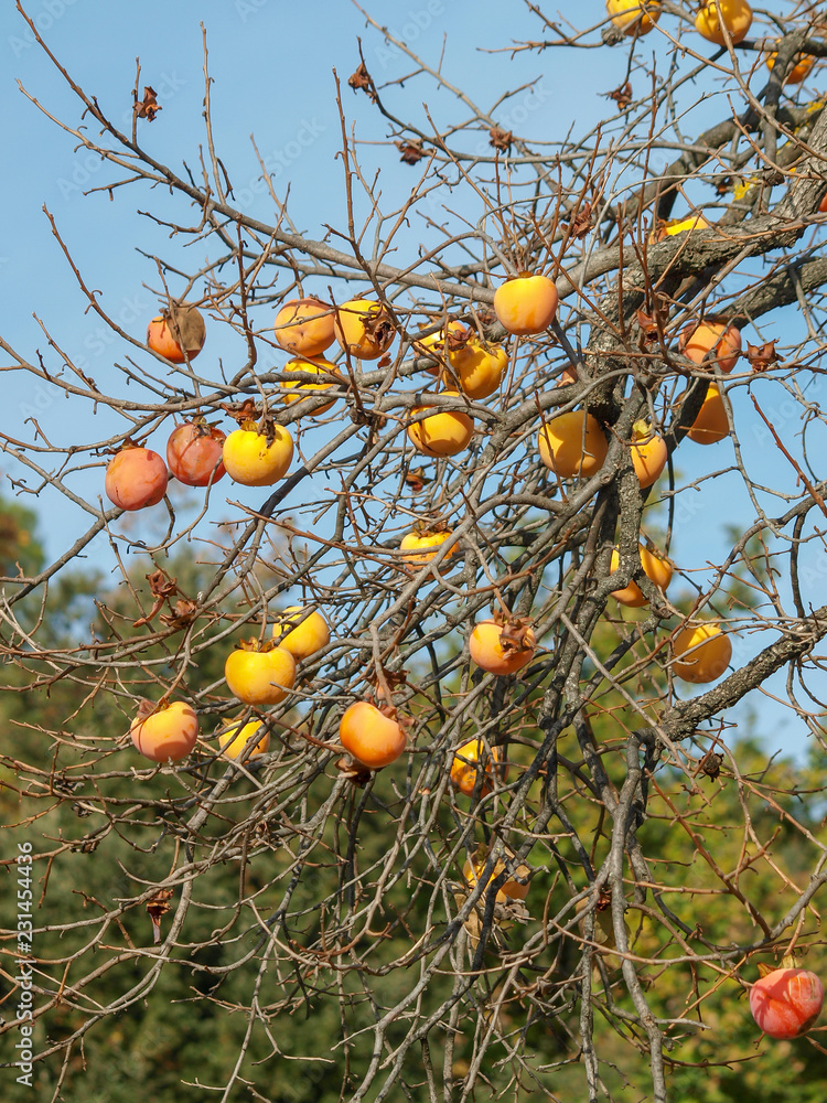 Plaqueminier du Japon (Diospyros kaki) ou figuier caque couvert de ...